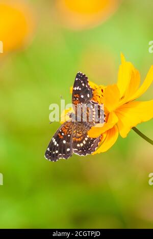 Texas Crescent Butterfly, Phyciodes texana, at Mercer Arboretum and ...