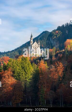 Autumn trees with dry leafage on meadow in sunny day Stock Photo - Alamy