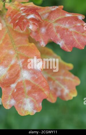 powdery mildew (Microsphaera alphitoides, Erysiphe alphitoides), on oak ...