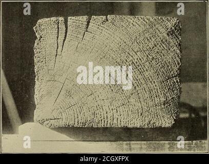 Pine wood longitudinal section under the microscope 100x Stock Photo ...