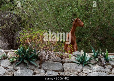 Wild brown Mallorcan goat leaning out of a railing at Lluc Monastery ...