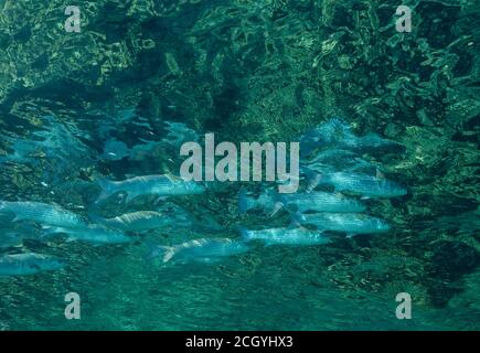 Fringelip mullet (crenimugil crenilabis) in the Red Sea Stock Photo - Alamy