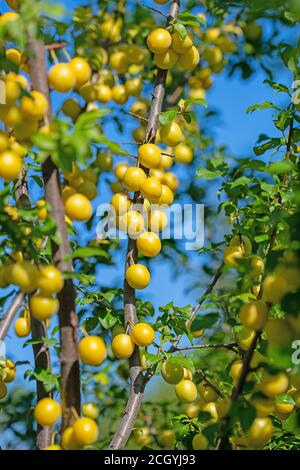 Mirabellen Yellow plums Stock Photo - Alamy