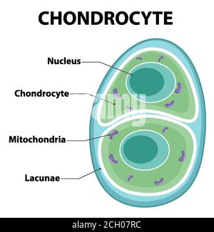 Informative poster of chondrocyte illustration Stock Vector Image & Art ...