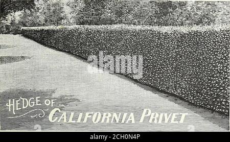 . Everything for the garden : 1906 . of the first of the now celebrated ...