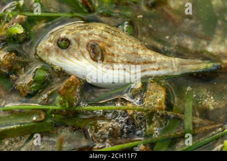 Narrow Lined Pufferfish Arothron manilensis Stock Photo - Alamy