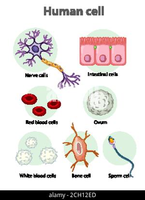 Information poster on human cells illustration Stock Vector Image & Art ...