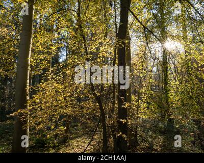Ramridge Copse, Ragged Appleshaw, Andover Hampshire - Autumn Stock ...