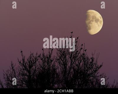 Fieldfare (Turdus pilaris) flock, roosting in tree, silhouetted at ...