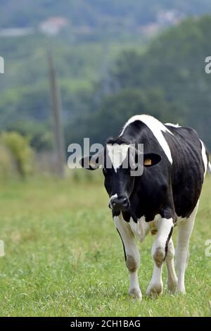 Portrait de vache Prim'Holstein Stock Photo - Alamy