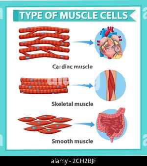 Information poster of muscle cells illustration Stock Vector Image ...