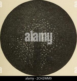 . The Hahnemannian monthly . he scintillations in the spinthariscope is ...