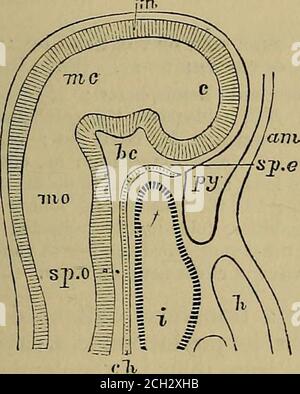 Quain's elements of anatomy . tissue, being connected here andthere by ...