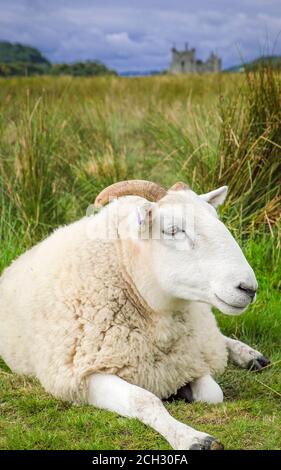 Ram in front of Kilchurn Castle Stock Photo - Alamy