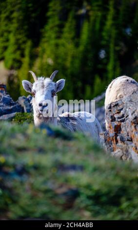 Wild Mountain Goat, Banff National Park, Alberta Canada Stock Photo - Alamy