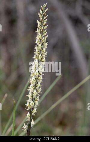 Tall Leek Orchid growing in the Royal National Park; Sydney Australia ...
