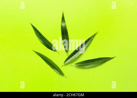 Green osier leaves on color background Stock Photo - Alamy