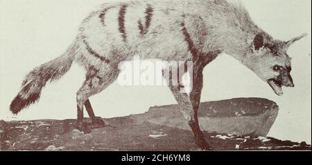 Cape wolf snake Stock Photo - Alamy