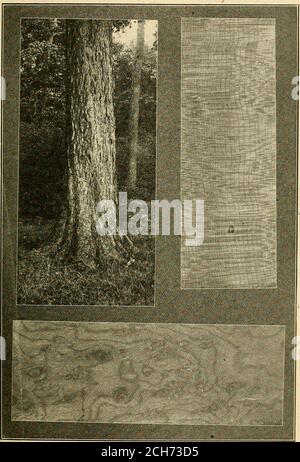 . Documentary journal of Indiana 1905 . No. 9. Red oak.Body of tree ...