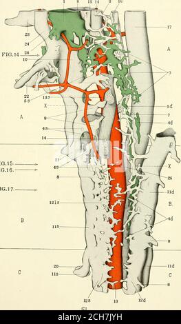 . The American journal of anatomy . acic duct anlagen6a, precardinal ...