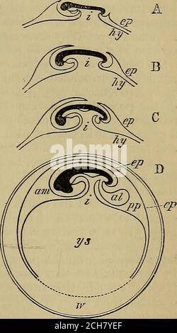 Introduction To The Amniota BIOLOGY 622 – FALL 2014 BASAL AMNIOTA