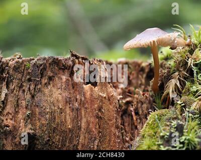 MARASMIUS OREADES mushroom close up Stock Photo - Alamy