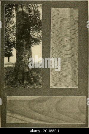 . Documentary journal of Indiana 1905 . No. 9. Red oak.Body of tree ...