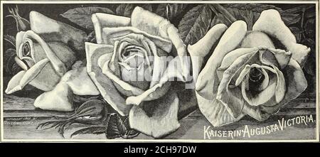 Rose tinted flowers of the hardy hybrid foxglove, Digitalis 'Goldcrest ...