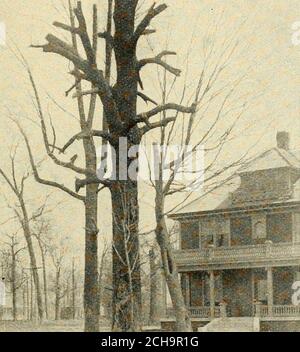 . Documentary journal of Indiana 1905 . trees. They were doing greiat ...