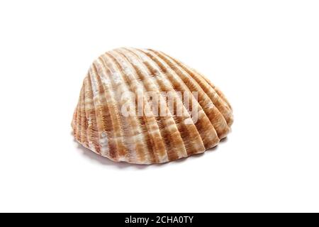 Ribbed scallop shell isolated on white background Stock Photo - Alamy