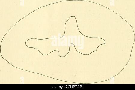 The American journal of anatomy . Fig. 3 Internal view of a wax model ...