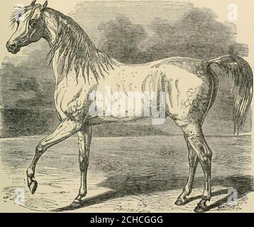. The horse, in the stables and the field: his varieties, management in ...