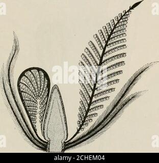 This figure from 'Heredity and Evolution in Plants' depicts the ...