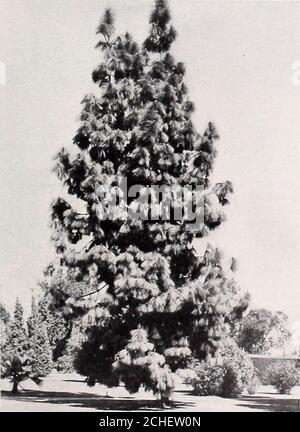 Habit california juniper (Juniperus californica), ancient tree growing ...