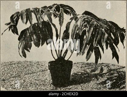Stangeria (Stangeria eriopus), cone Stock Photo - Alamy