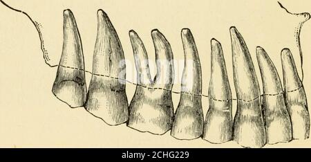 . The teeth in health and disease . Fki. 13.—Side View and Masticating ...