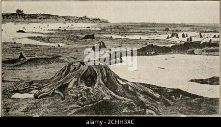 Evolutionary Tree: Animals Stock Photo - Alamy