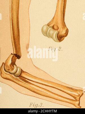 The arm extends from the shoulder to the region of the elbow. The upper ...