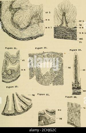 Magnetic induction in iron and other metals : Ewing, J. A. (James ...