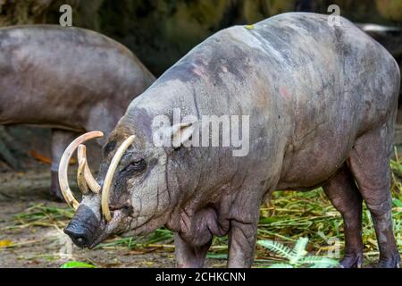 a male Buru babirusa stands alone. It is a wild pig-like animal native ...