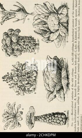 . Heredity and evolution in plants . FIG. 99.—Cycadeoidea ingens ...