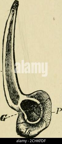 The female frog is larger than the male frog. BEKSAI, INDONESIA ...