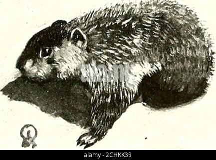 Gopher with cubs Stock Photo - Alamy