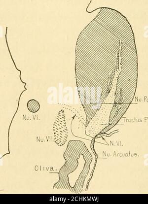 . The American journal of anatomy . Portfis Stock Photo - Alamy