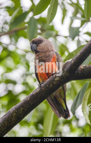 The red-bellied parrot is a small African parrot It is a mostly ...