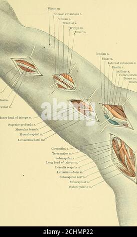 . Text-book of operative surgery . profunda artery, subscapular artery ...