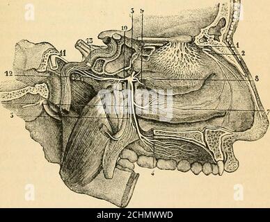 . Comparative anatomy. Anatomy, Comparative. THE SENSE ORGANS 601 also ...