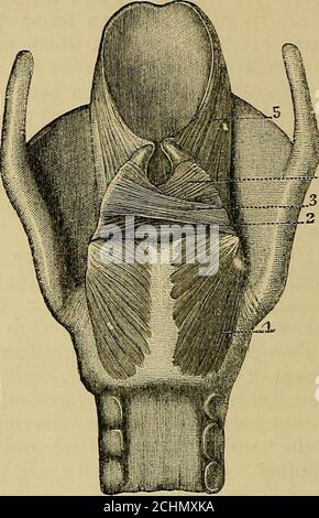 . Quain's Elements of anatomy. 12, superior maxillary bone behind the ...