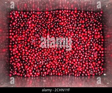 red currants in manufacturing container Stock Photo - Alamy