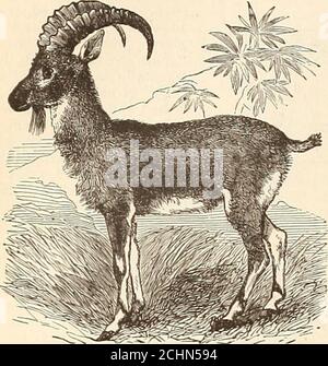 Long-eared Syrian Goat Stock Photo - Alamy